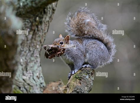 Grey Squirrel Sciurus Carolinensis With Nest Material For Drey Stock
