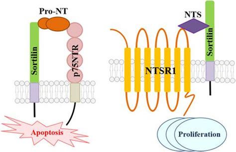 The Multifaceted Role Of Sortilin Neurotensin Receptor 3 In Human