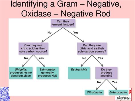 Ppt Ch 10 Taxonomy And Classification Powerpoint Presentation Free