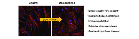 Decidualization Of Endometrial Stromal Cells Endometrial