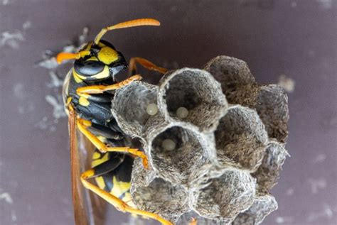 Wasp Life Cycle Egg Larva Pupa Adult A Description And Images