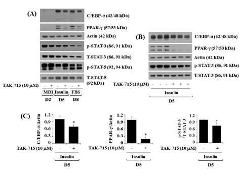 Effects Of Tak 715 10 μm On The Activation Of C Ebp α Ppar γ And