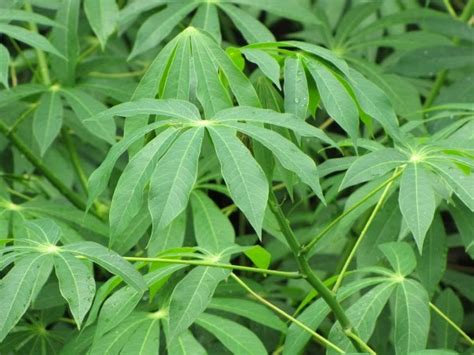 Manfaat Daun Singkong Untuk Kesehatan Dan Ibu Hamil