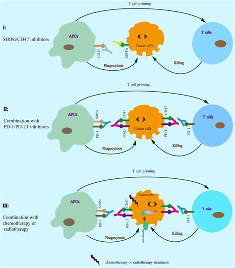Cd47 Sirpα Pathway Mediates Cancer Immune Escape And Immunotherapy