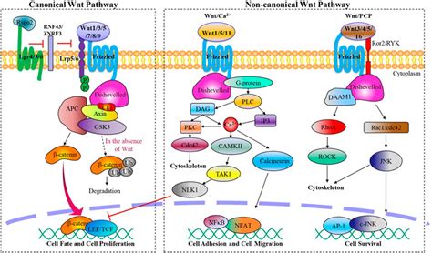 Frontiers Role Of Wnt Signaling Pathway In Joint Development And