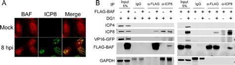 Baf Localizes To Viral Rcs A Hff Cells Were Infected With Hsv 1 At
