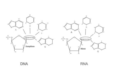 Deoxyribonucleotide Vs Ribonucleotide