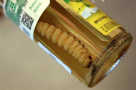 What Is A Tequila Worm Should You Eat It And Why Is It There