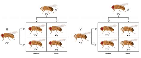 20 2 Sex Linked Traits College Biology I