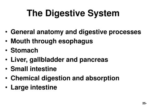 Ppt The Digestive System Powerpoint Presentation Free Download Id