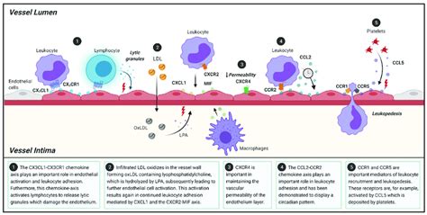 Schematic Overview Of The Role Of Chemokines And Chemokine Receptors In
