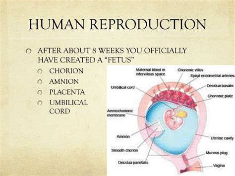 Ppt Human Reproduction Powerpoint Presentation Free Download Id