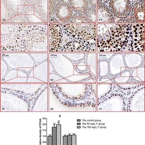 Effects Of F On The Pcna Expression In The Testicular And Epididymis