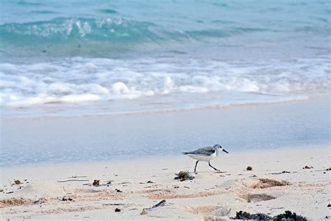 Cayman Shorebird 3 Photograph By June Goggins Fine Art America
