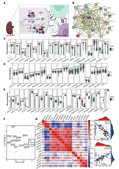 Figure 2 From Integrative Analysis Of M6a Regulator Mediated Rna