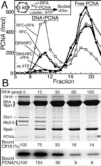 Rpa Inhibits Pcna Loading By Ctf18 Rfc A Deca Primed Ssdna Was