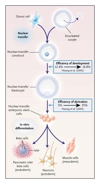 Somatic Cell Nuclear Transfer Diagram