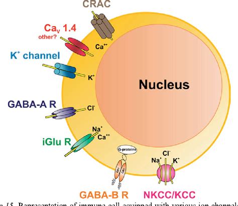 Figure 1 From Glutamate And Gaba Signalling Components In The Human