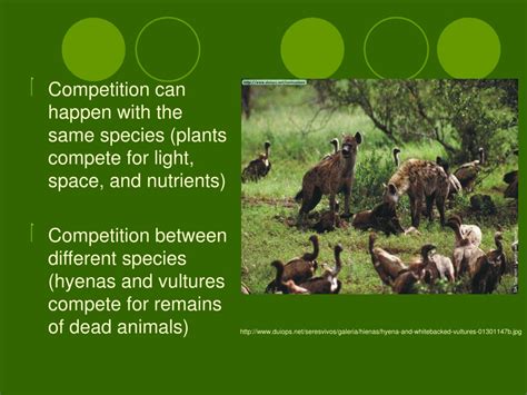 Ppt Interactions Within Ecosystems Powerpoint Presentation Free