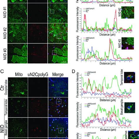 Colocalization Of Un2cpolyg And Mitochondria In Skeletal Muscle And