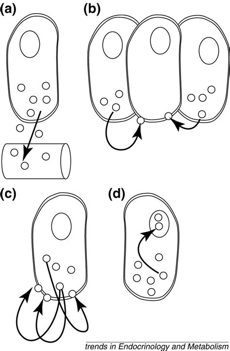 Role Of 17β Hydroxysteroid Dehydrogenases In Sex Steroid Formation In