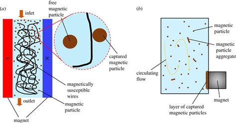 Working Principle And Application Of Magnetic Separation For Biomedical