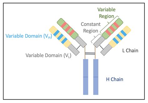 Constant And Variable Region Of Antibody Slidesharetrick