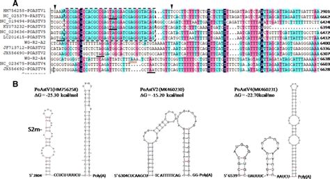 A Alignment Of The Nucleotide Sequences Around The S2m Motif Near The