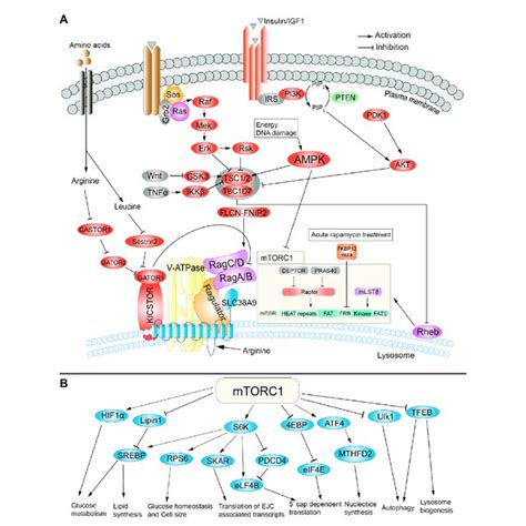 Summary Of Signaling Through Mtor Complex 1 A Activators Of Mtorc1
