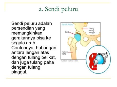 Sistem Gerak Pada Manusia Kelas Xi Ipa