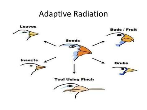 Ppt Adaptive Radiation Powerpoint Presentation Id 2871392