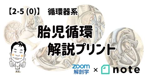 【2 5 0 】循環器系 − 胎児循環 学習プリント｜かずひろ先生（黒澤一弘｜解剖学）