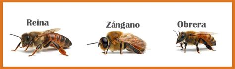 La Magia De Mirar Tipos De Abeja Reina ZÁngano Abeja Obrera