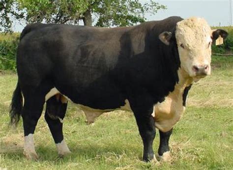 How To Identify Black Hereford Cattle Hereford Cattle Cattle
