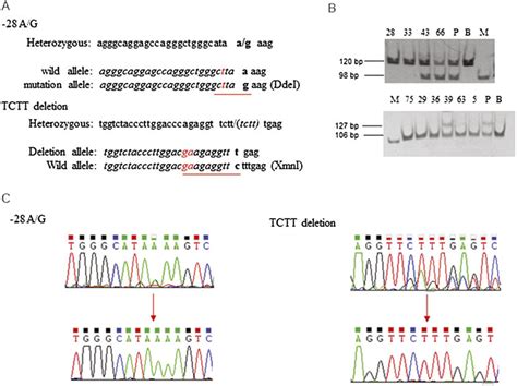 Identification Of Gene Correction In B Thalassemia Ipscs A
