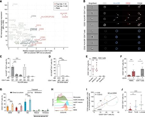 Receptor Transfer Between Immune Cells By Autoantibody Enhanced Cd32