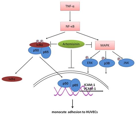 Artemisinin Inhibits Monocyte Adhesion To Huvecs Through The Nf κb And