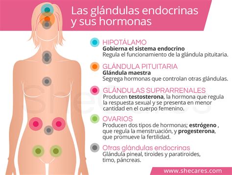 Entendiendo Las Hormonas Femeninas Shecares