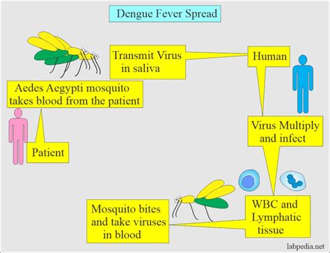 Effective Treatments For Dengue Hemorrhagic Fever Ask The Nurse Expert