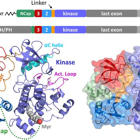 The Abl Sh3 Domain Interacts With The Sh2 Kinase Linker In