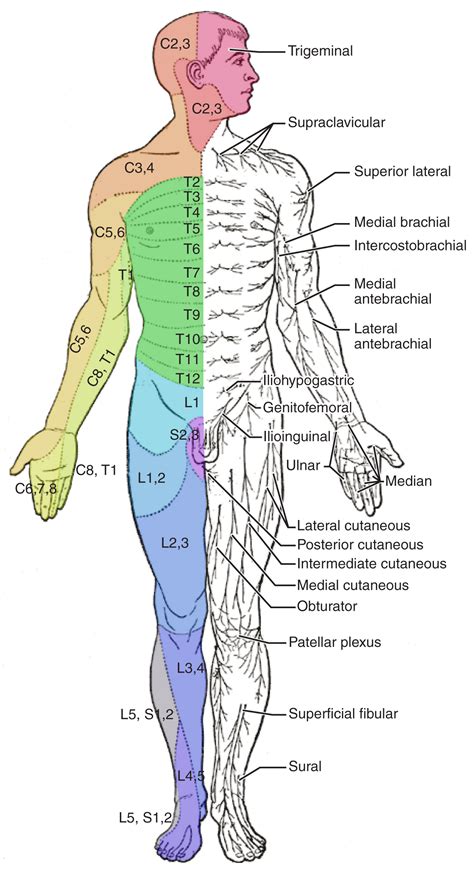 16 4 The Sensory And Motor Exams Medicine Libretexts