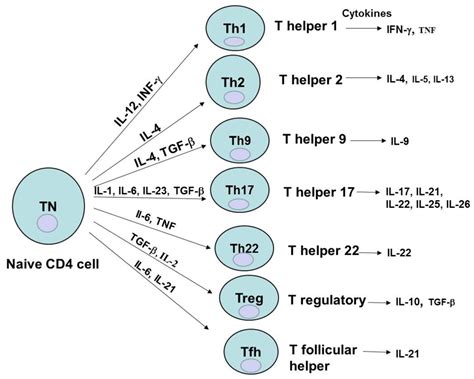 Cancers Free Full Text Different Subsets Of T Cells Memory