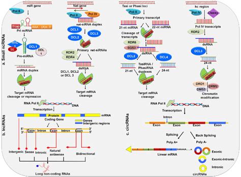 Canonical Biogenesis Of Regulatory Non Coding Rnas A Small Ncrna