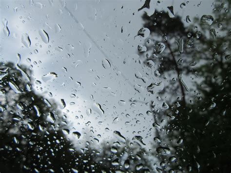 Free Images Water Snow Winter Drop Black And White Rain Leaf