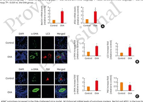 Figure 4 From The Role Of Macrophage Migration Inhibitory Factor Mif
