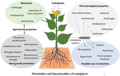 Exploring Endophytes For In Vitro Synthesis Of Bioactive Compounds