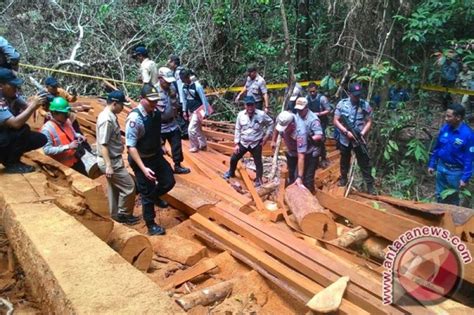 Polisi Berhasil Bongkar Lokasi Illegal Logging Di Seruyan Hulu