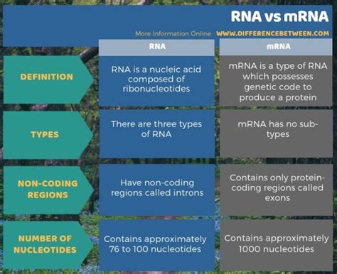 Difference Between Rna And Mrna Compare The Difference Between