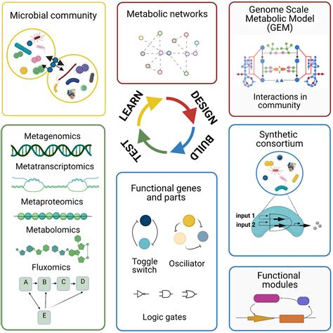 Frontiers Synergies Of Systems Biology And Synthetic Biology In Human