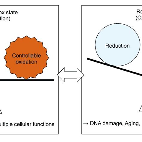Physiological And Pathological Cellular Redox State Download